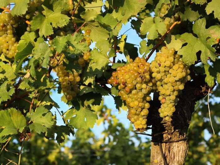 11 new wines to try if you're bored of the same old varietals ...