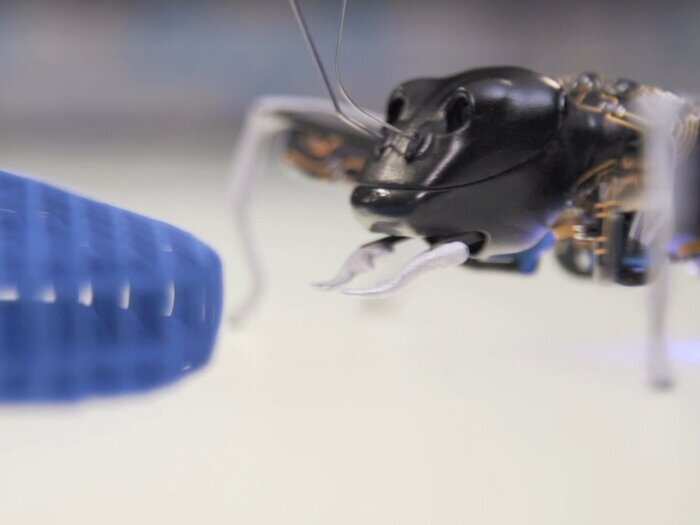 These bionic ants have the ability to think independently but work ...