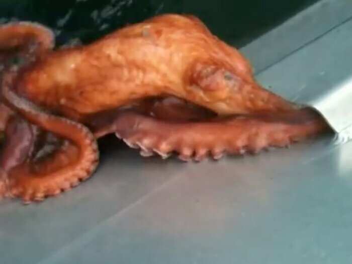 Watch this massive octopus escape through a tiny hole in a fishing boat ...