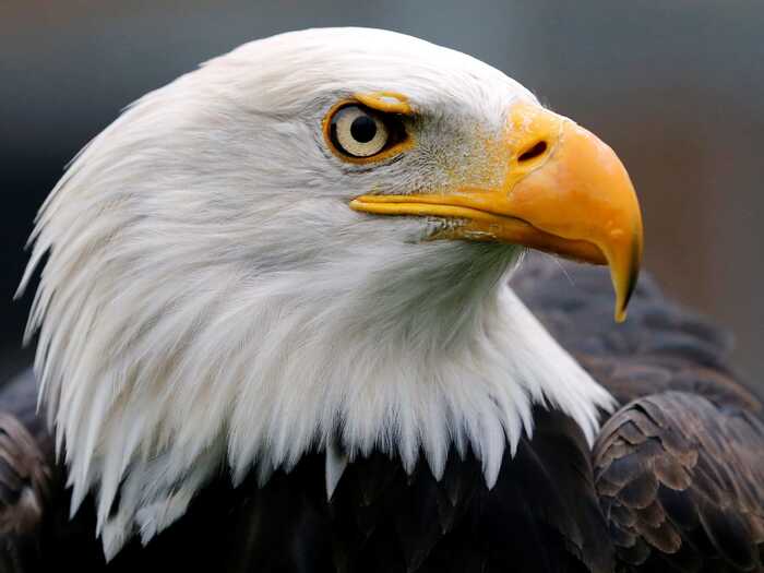 More than 80% of bald eagles in the US may have rat poison in their ...